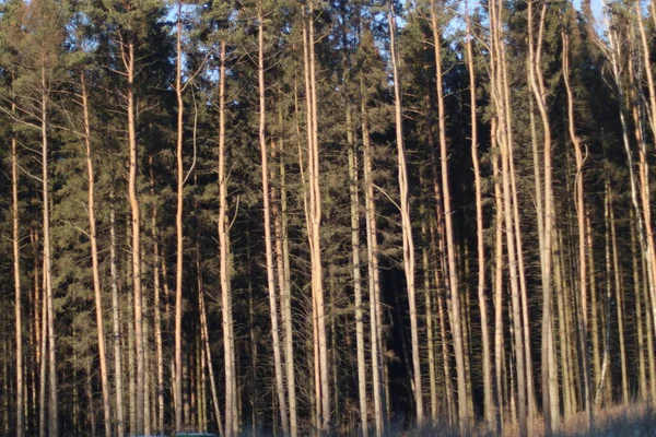 Forest gump fotos de stock, imágenes de Forest gump sin royalties ...