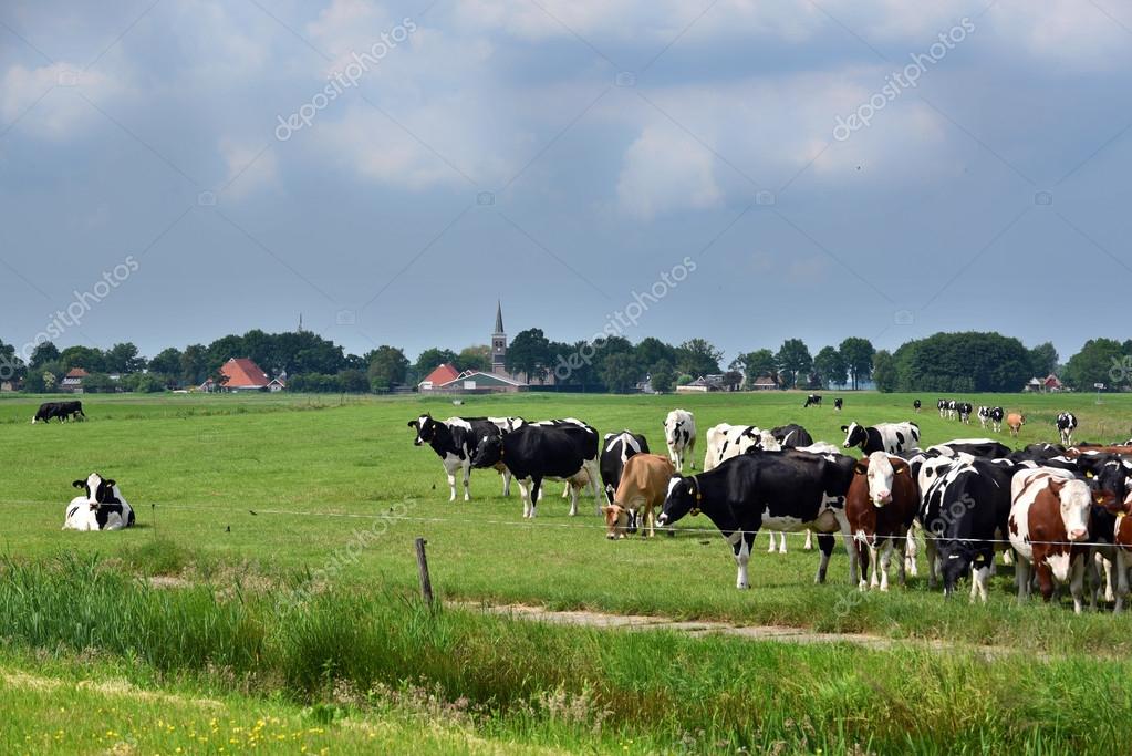 Countryside with Cows — Stock Photo © defotoberg #113359522