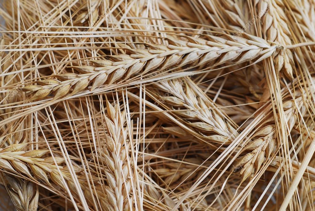 Wheat background Stock Photo by ©gorgev 62732035