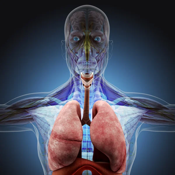 The human body by X-rays on blue background. Stock Photo by ©SectoR ...