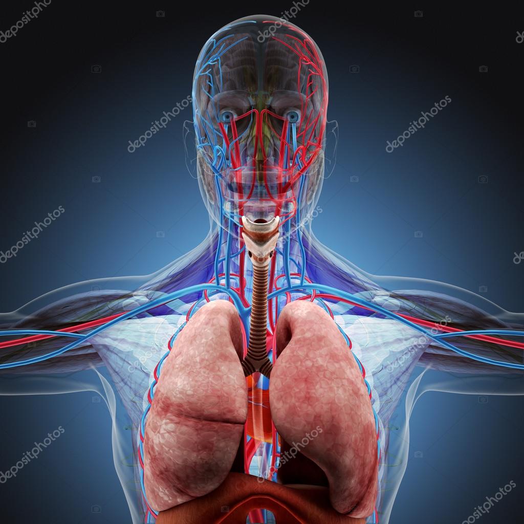 The human body (organs) by X-rays on blue background. High resolution ...