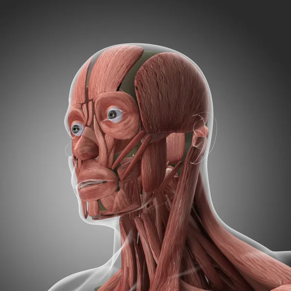 The human body by X-rays on blue background. Stock Photo by ©SectoR ...