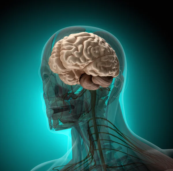 Man hersenen Stock Photos, Royalty Free Man hersenen Images | Depositphotos