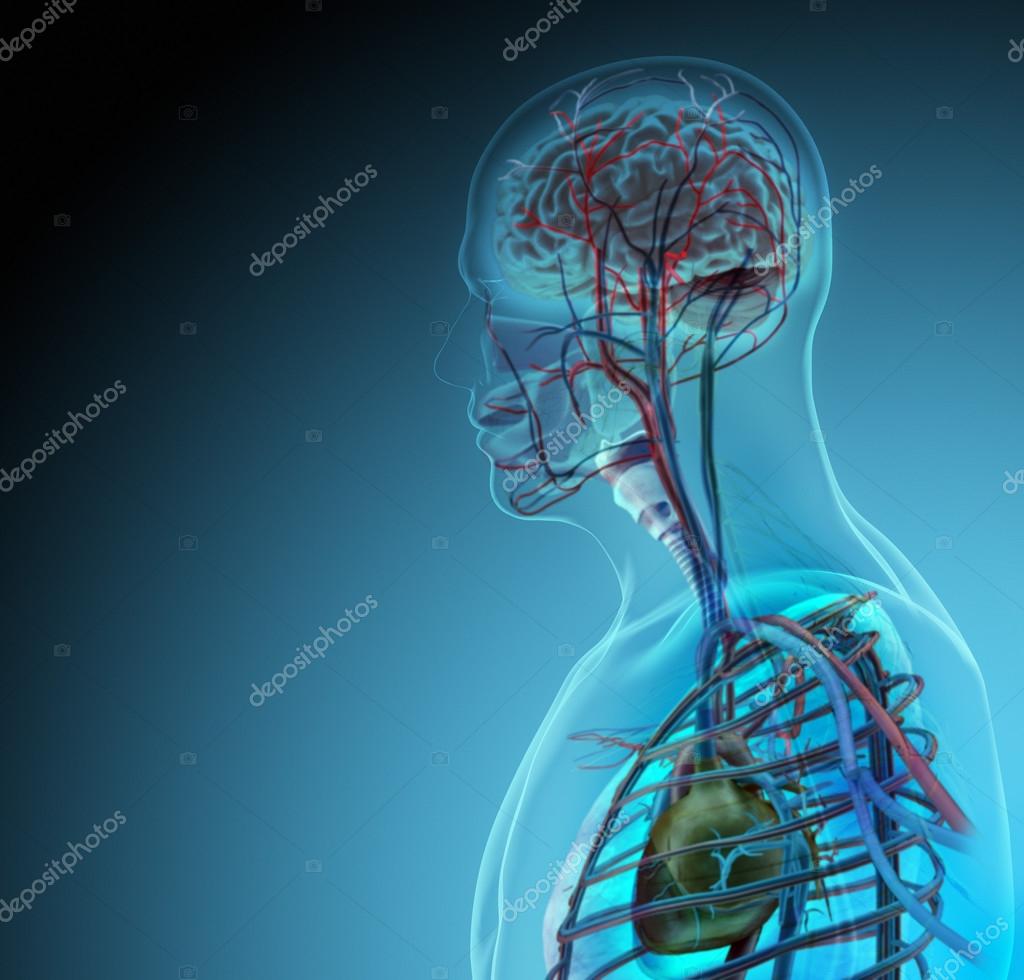 The human body (organs) by X-rays on blue background Stock Photo by ...