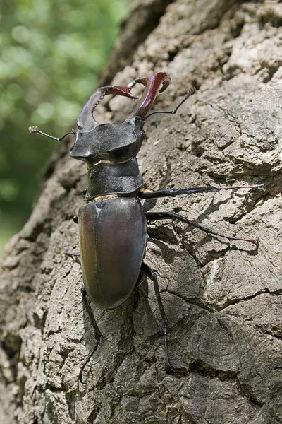 Stag beetles Stock Photos, Royalty Free Stag beetles Images | Depositphotos