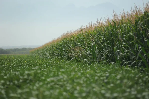A row of corn stalks in a field on the farm. - Stock Image - Everypixel