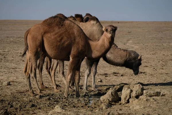 Bactrian camel pyramids Stock Photos, Royalty Free Bactrian camel ...