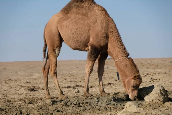 Camels Toe