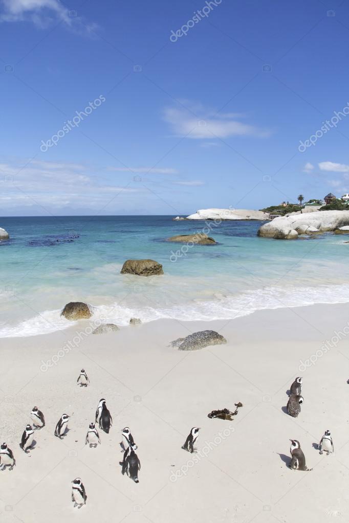 Pingüinos, Ciudad del Cabo 2023