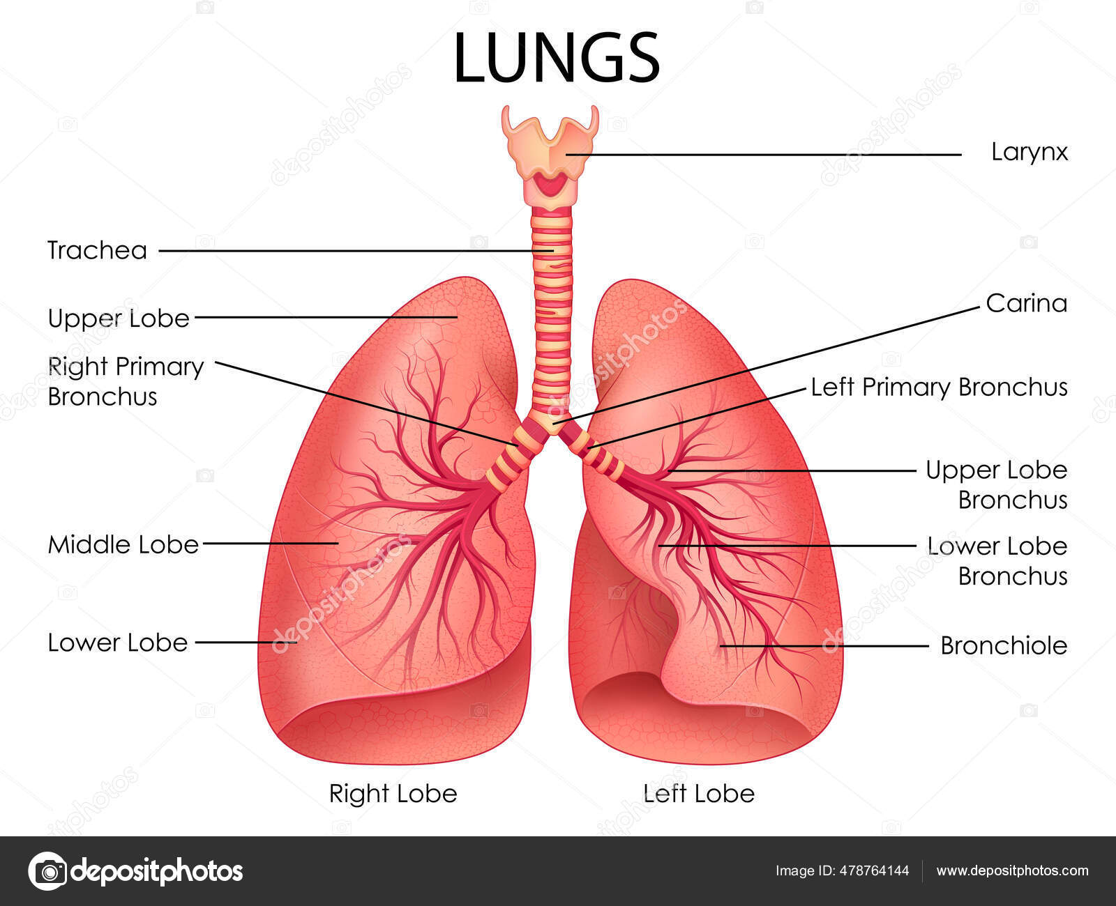 Healthcare and Medical education drawing chart of Human Lungs for Science Biology study Stock ...