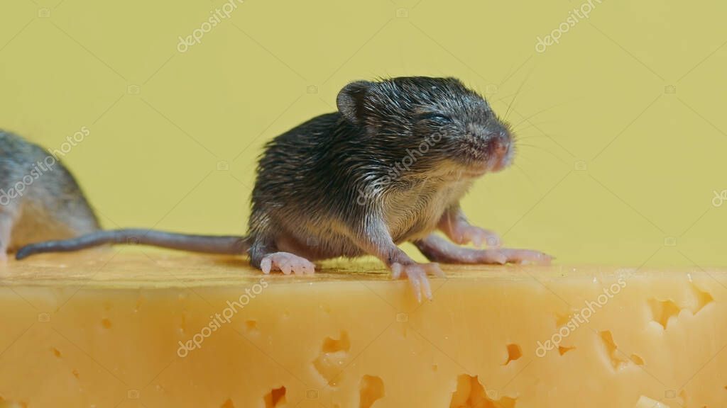 Los ratones recién nacidos se arrastran con queso. Vista de cerca ...