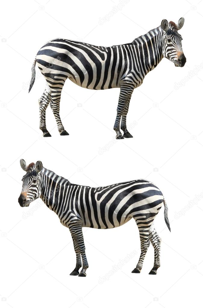 A two zebra Stock Photo by ©bazil 109363768