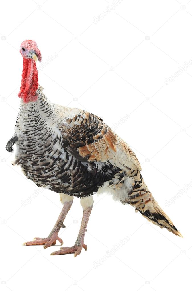 Turkey isolated on a white — Stock Photo © bazil #110996110