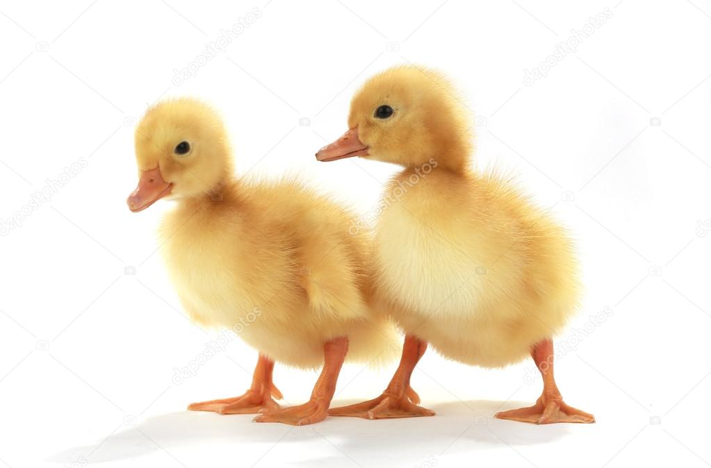 Lindos patitos. 2024