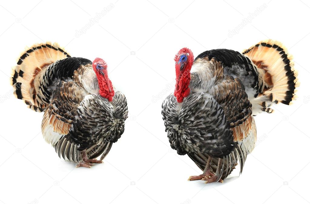 A two turkey Stock Photo by ©bazil 114730756