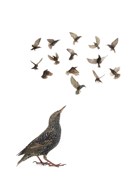 Starling in flight Stock Photo by ©bazil 123386446