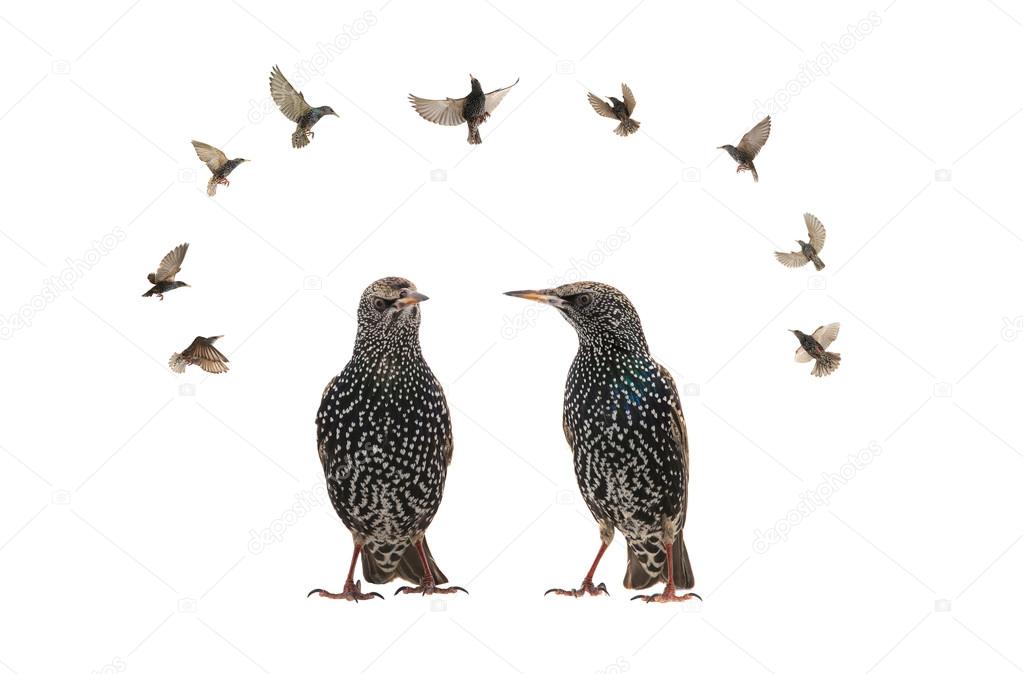 Starling in flight Stock Photo by ©bazil 123386446