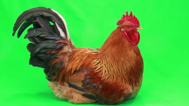 Rooster on green screen — Stock Video © bazil #123387364
