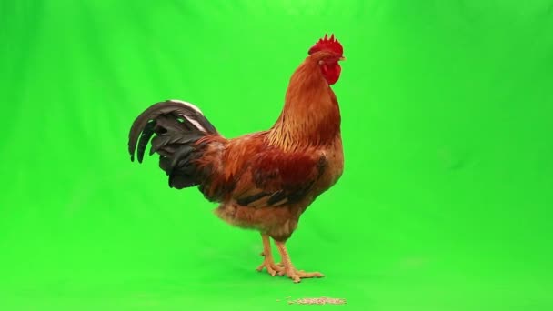 Rooster on green screen — Stock Video © bazil #123386990