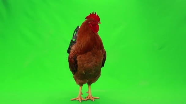 Rooster on green screen — Stock Video © bazil #123386990