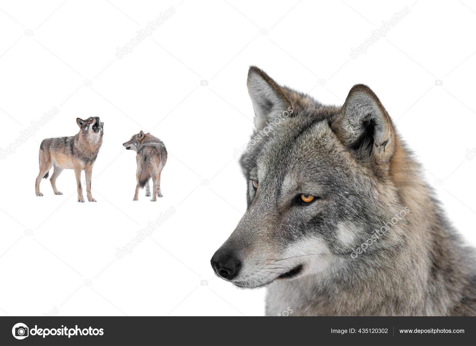 Lobo Uivando Fundo Branco Lobo Negro Canadiano Uivando Isolado Em