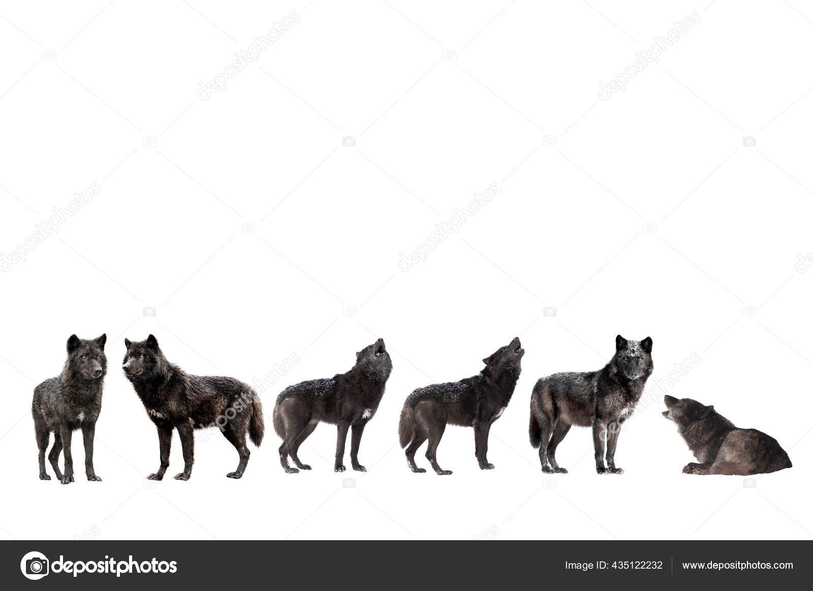 Collage Wolves Winter Isolated White Background Stock Photo by ©bazil ...