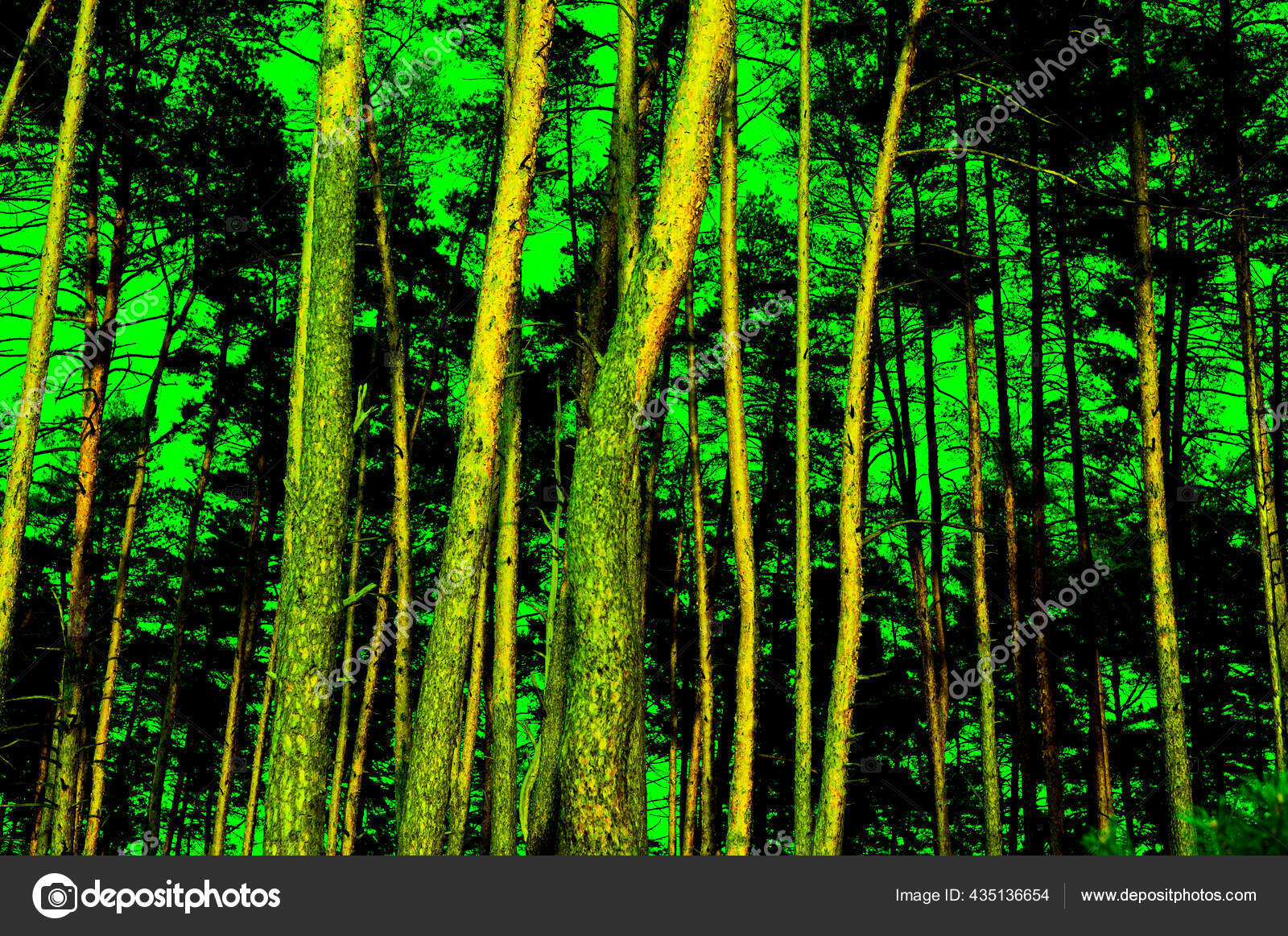 Green Tree Trunks Setting Sun Wild Forest — Stock Photo © bazil #435136654
