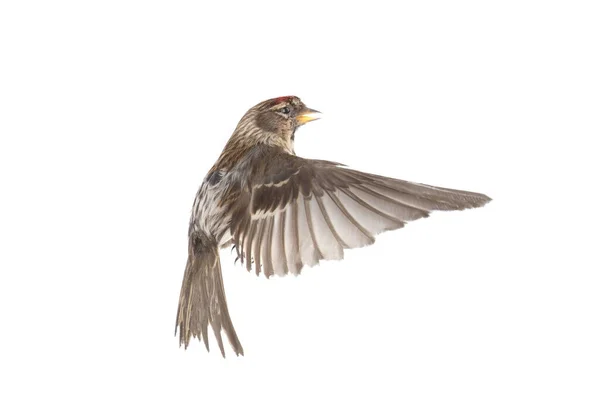 Sparrow flying Stock Photos, Royalty Free Sparrow flying Images ...