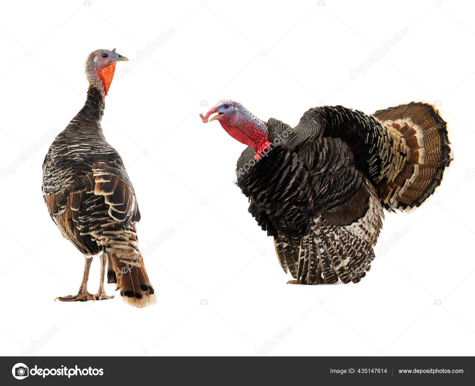 Male And Female Wild Turkey