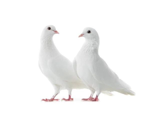 Beautiful doves Stock Photos, Royalty Free Beautiful doves Images ...