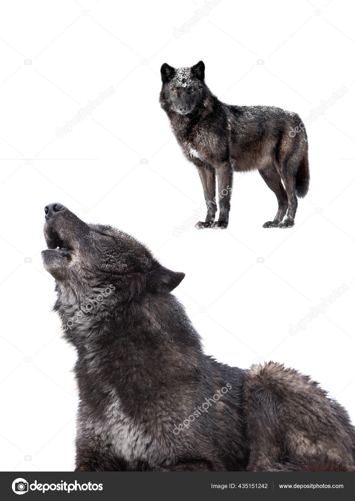 Wolf Howling White Background