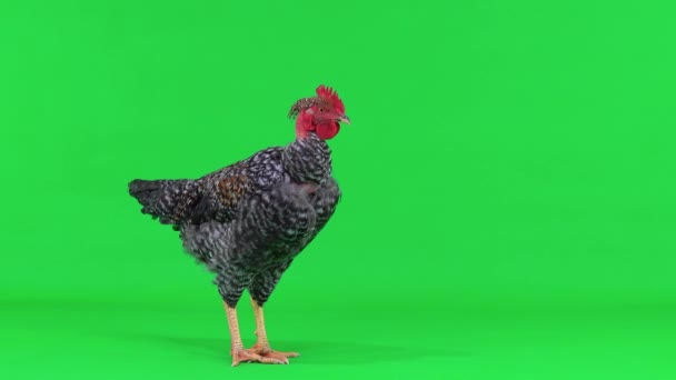 38 Naked neck rooster Videos, Royalty-free Stock Naked neck rooster ...