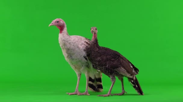 435 Turkey green screen Videos, Royalty-free Stock Turkey green screen ...