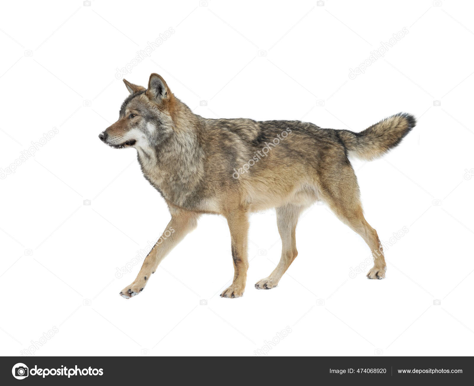 Gray Wolf Walking Isolated White Background Stock Photo by ©bazil 474068920