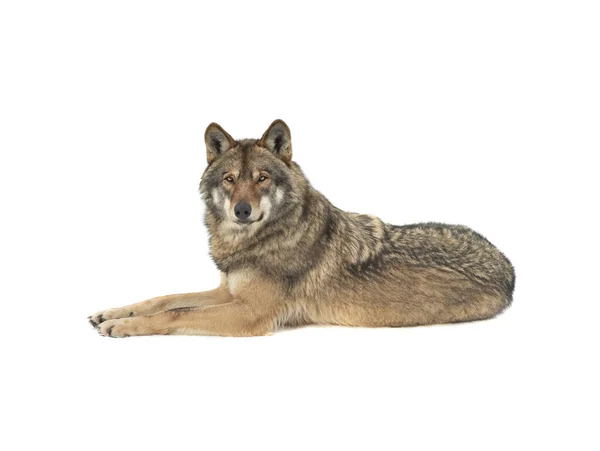 Wolf lying down Stock Photos, Royalty Free Wolf lying down Images ...