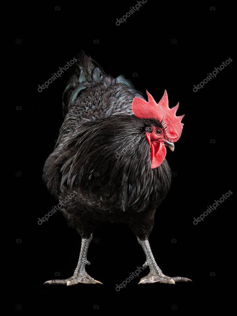 gallo negro australorp (Gallus gallus) sobre fondo negro 2025