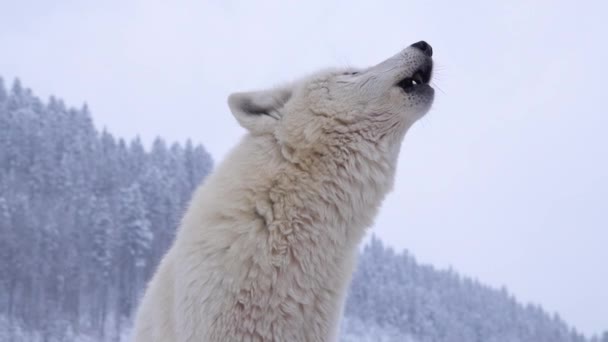 Arctic Wolf Howling