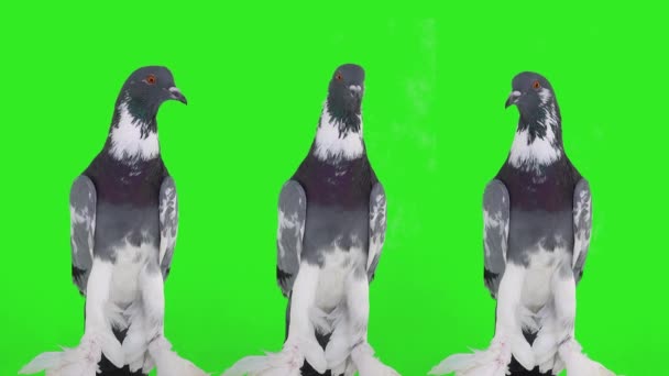 Tres Paloma Pouter Inglesa Mira Diferentes Direcciones Una Pantalla ...