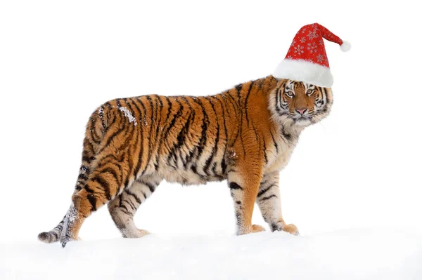 Christmas tigers Stock Photos, Royalty Free Christmas tigers Images ...