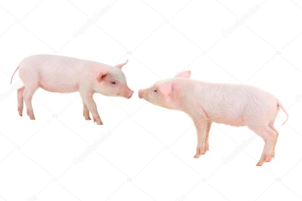 Two pigs Stock Photo by ©bazil 54466959