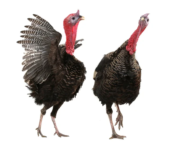 Fotos de stock de Guajolote silvestre, imágenes sin royalties de ...