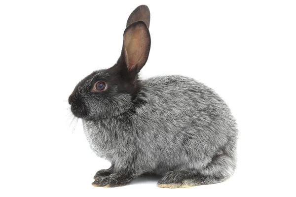 Grey rabbit Stock Photos, Royalty Free Grey rabbit Images | Depositphotos