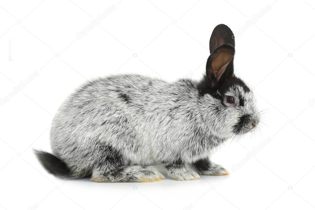 Gray rabbit — Stock Photo © bazil #58574023