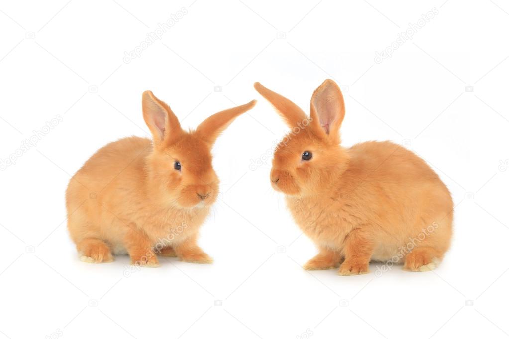 Two brown rabbits Stock Photo by ©bazil 59806829