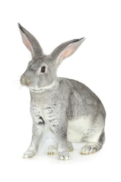Grey rabbit Stock Photo by ©jianghongyan 35521511