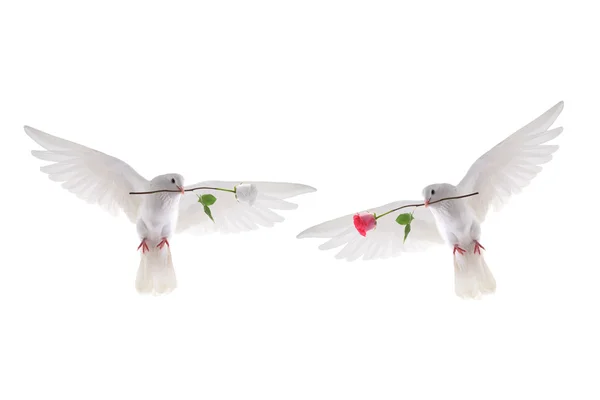 Dove with rose Stock Photos, Royalty Free Dove with rose Images ...