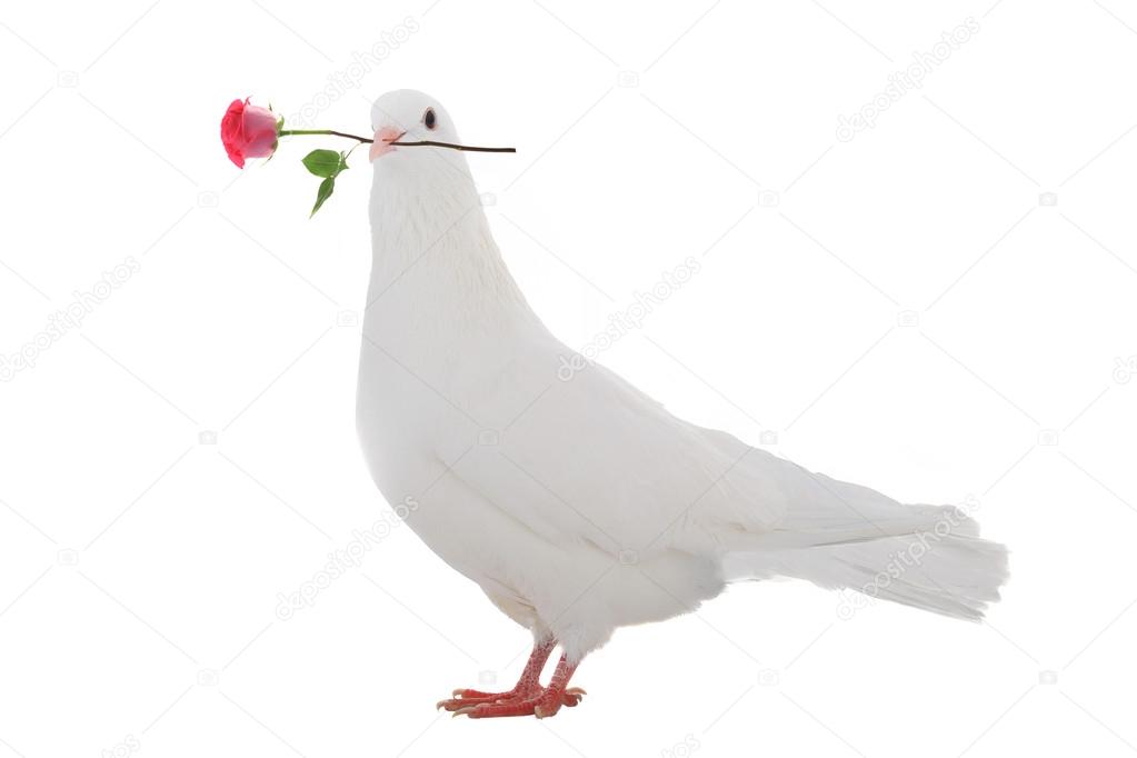 Flying White Pigeon With Rose