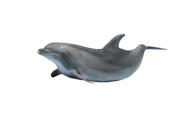 Dolphin isolated Stock Photos, Royalty Free Dolphin isolated Images ...