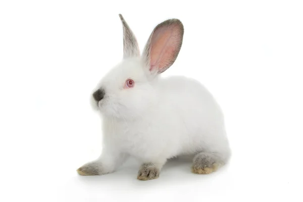 White rabbit isolated on white background — Stock Photo © artjazz #9581541