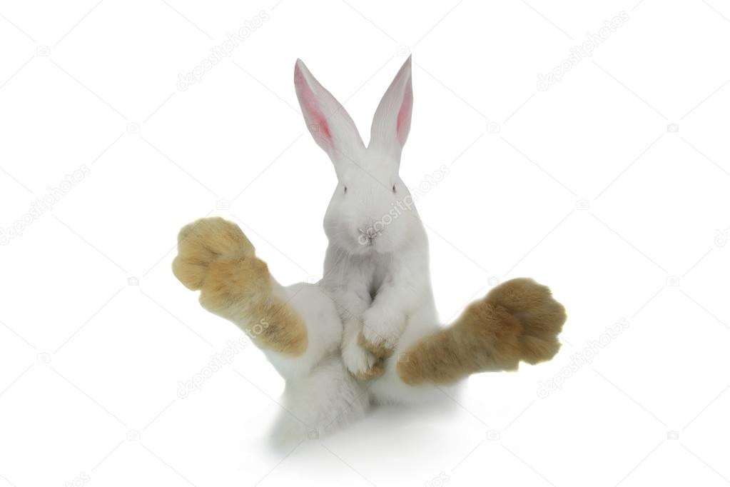White rabbit sitting Stock Photo by ©bazil 67821953